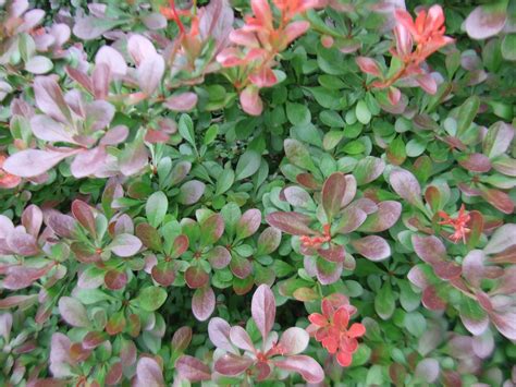 How To Grow And Care For Barberry Bushes Plantly