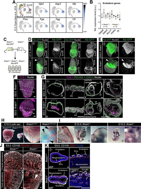 Figures And Data In The Transcription Factor Rreb1 Regulates Epithelial Architecture