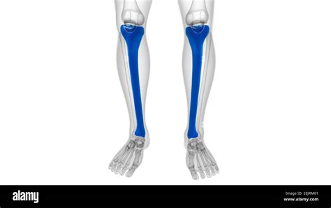 Human Skeleton Anatomy Tibia Bone 3d Rendering For Medical Concept