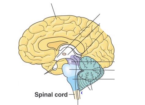 Diencephalon Diagram Quizlet