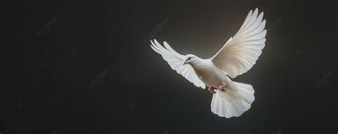검은 배경에 고립되어 날아다니는 흰 비둘기 하얀색 비둘기 나는 배경 일러스트 및 사진 무료 다운로드 Pngtree