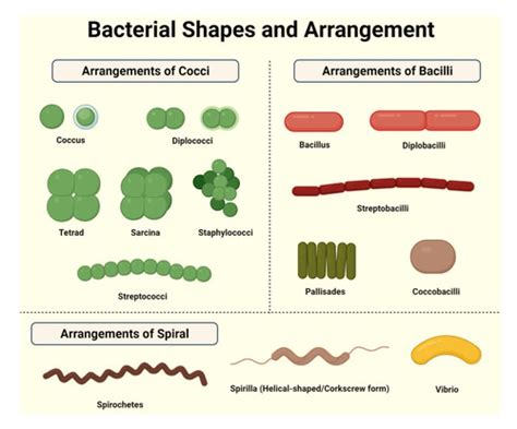 Lecture 2 And 3 Microbial Taxonomy Flashcards Quizlet