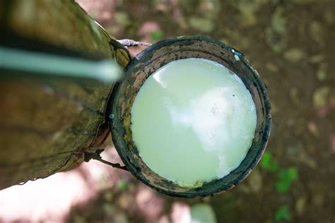 កម្ពុជាបានចំណូល ១១៦លានដុល្លារពីការនាំចេញកៅស៊ូ ក្នុងត្រីមាសទី១