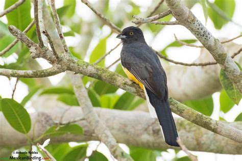 Citreoline Trogon Coa Citrina Trogon Citreolus Mexican Birding
