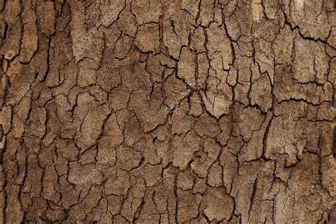 Bark Tree Background Stock Photo By Belchonock