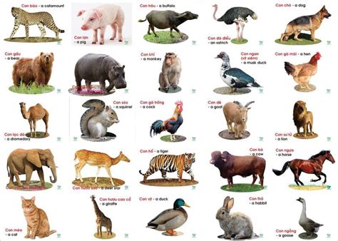 Dạy bé học tiếng Anh con vật qua chủ đề các loài động vật