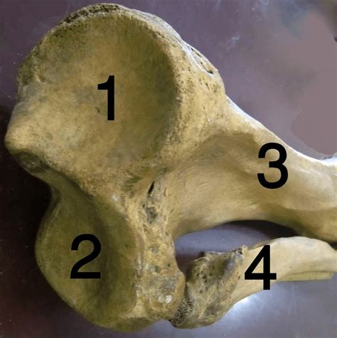 Proximal Articular Surface Of Tibia Medial Articular Surface Download Scientific Diagram