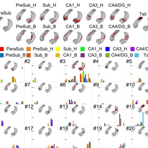 Anatomically And Functionally Defined Hippocampal Subfields And Their