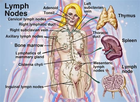 Physiotherapist Lymph Nodes Are Small Bean Shaped Structures That