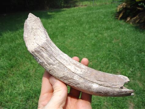 Very Rare Massive Aphelops Rhino Tusk Recently Sold Fossils