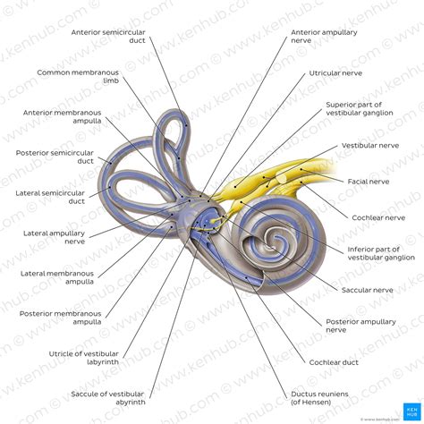 Inner Ear Anatomy Vestibule