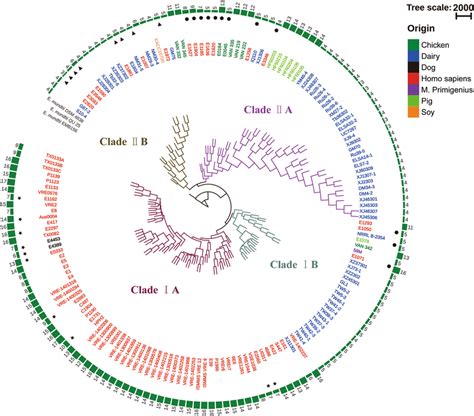 Phylogenetic Tree Constructed Based On The Core Genes Of Enterococcus Download Scientific