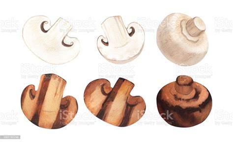 수채화 바베큐 그릴 신선한 샴 피뇽 버섯 세트 손으로 그린 그림은 흰색 배경에 분리되어 있습니다 건강 식품 디자인 포장 카페