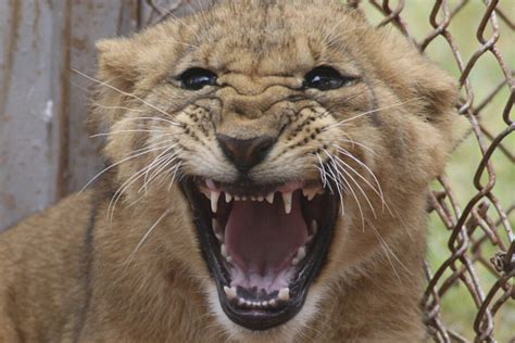 Mac Os X Lion The Pros And Cons