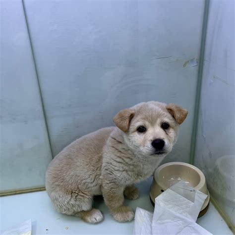 믹스견땅콩이 강아지책임분양 강아지분양 고양이분양 컴투펫 시츄 셔틀랜드쉽독 말티푸 미니핀 치와와 요크셔테리어 포메라니안 말티즈 분양