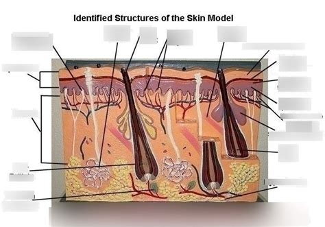 Skin Model Diagram Quizlet