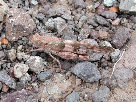 Bitacora Del Cromosoma Citogenetica De Trimerotropis