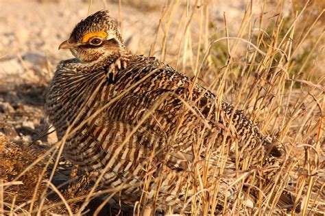 Collaborative Conservation For The Lesser Prairie Chicken Perc