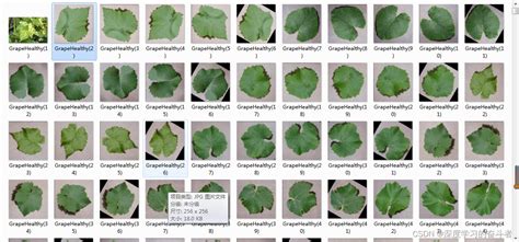 葡萄叶病害识别（图像连续识别和视频识别，python代码，pytorch框架）葡萄病害识别训练好的模型pth文件 Csdn博客