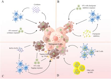 The Strategies Of Combination A By Modifying The Oncolytic Virus To Download Scientific