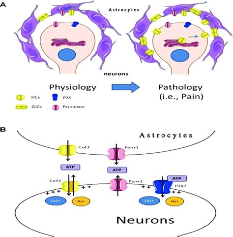 Communication Between Neurons And Astrocytes A Under Physiological