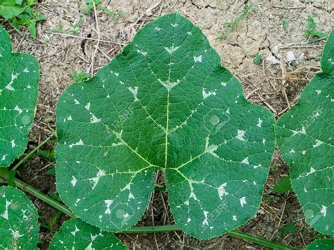 Is It Safe To Eat Pumpkin Leaves At Laura Strong Blog