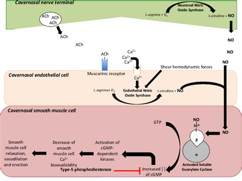 Nitric Oxide Signaling Pathway