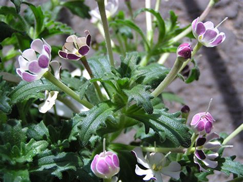 ナイトフロックス Zaluzianskya ゴマノハグサ科Scrophulariaceae