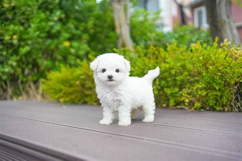 비숑프리제분양 사랑스러운 애기 강아지 제제 강아지분양 고양이분양 컴투펫 시츄 셔틀랜드쉽독 말티푸 미니핀 치와와 요크셔테리어 포메라니안 말티즈 분양