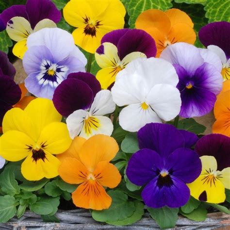 Northern Lights Viola Plant The Small Flowered Pansy Viola Plants
