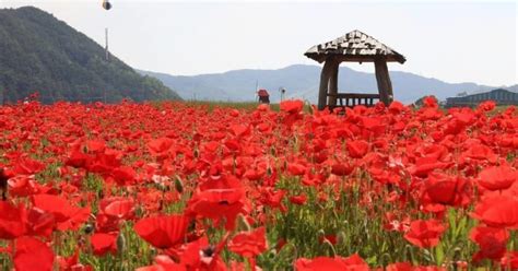 하동 북천 1억 송이 꽃양귀비 축제 19일 개막