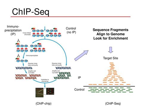 PPT ChIP Seq TB Example PowerPoint Presentation Free Download ID