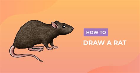How To Draw Rat Step By Step Easy
