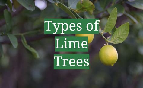 Types Of Lime Trees Gardenprofy