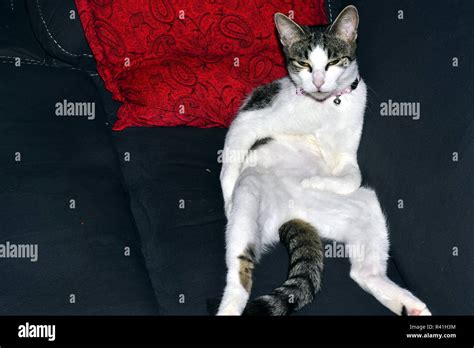 Domestic Tabby Cat Stock Photo Alamy