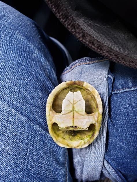 Don S Musk Turtle Shell Musk Turtle Turtle Shell Turtle