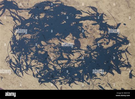 Leaves On A Canopy Tarpaulin In Queensland Australia Stock Photo Alamy