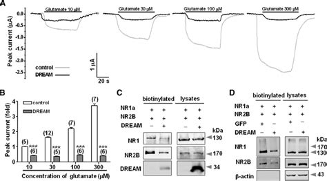 Inhibition Of Nmdar Mediated Current And Nmdar Surface Expression By