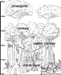 The Best Free Canopy Drawing Images Download From 90 Free Drawings Of Canopy At GetDrawings