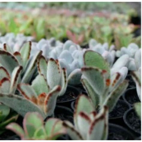 Jual Paket Sukulen Mini Shopee Indonesia