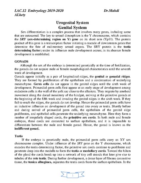 Urogenital System Genital System Alhety Urogenital System Genital