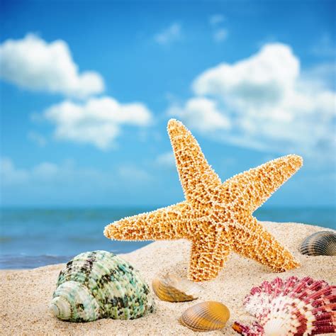 Морская звезда — Starfish