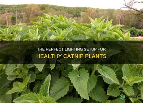 The Perfect Lighting Setup For Healthy Catnip Plants Shuncy