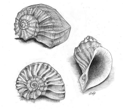 Shell Drawing