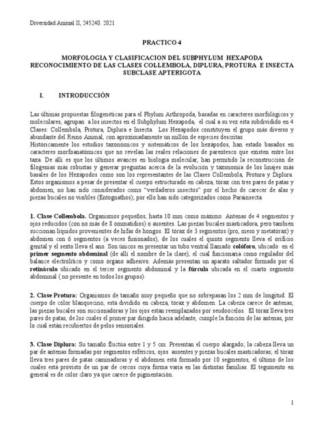 Guia Practico 4 Morfologia Y Clasificacion Del Subphylum Hexapoda Collembola Protura Diplura