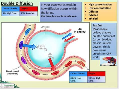 Ks4 B1 6 Diffusion Teaching Resources