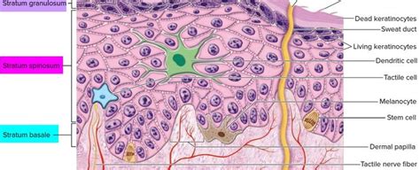 The Epidermis Outermost Layer Of Human Skin Has Four Layers Within