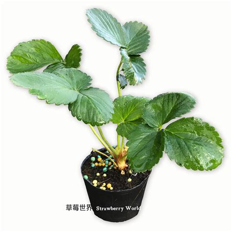 草莓世界 草莓苗優雪香水奶油章姬白草莓蘋果豐香 Yahoo奇摩拍賣