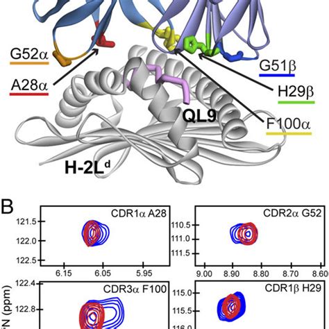 Excluding The Third Hypervariable Loop Of The B Chain Residues In The Download Scientific
