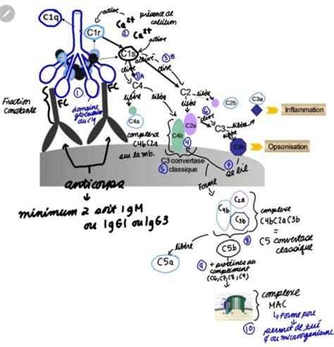 Im Cours 1 P7 Les 3 Voies Dactivation Du Complément Flashcards Quizlet
